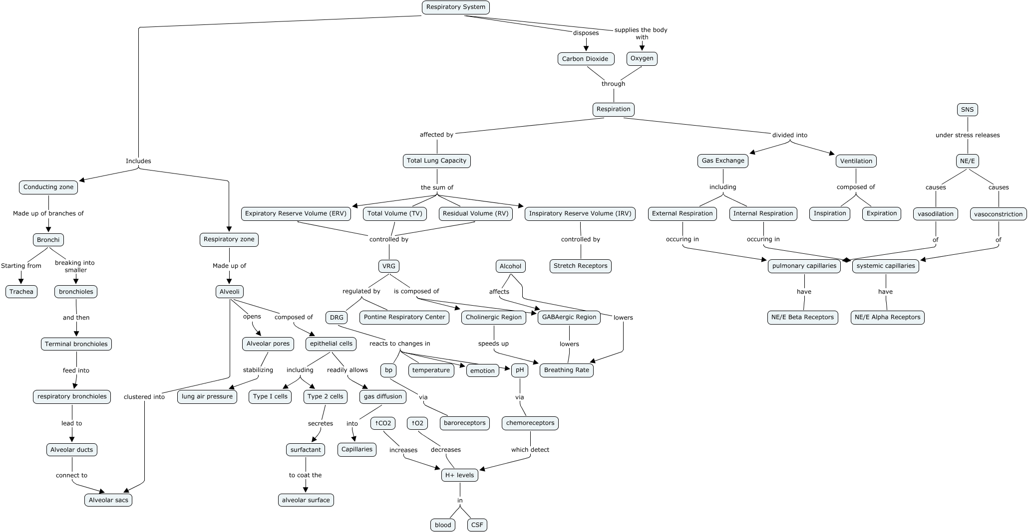 Group 7 Respiratory System